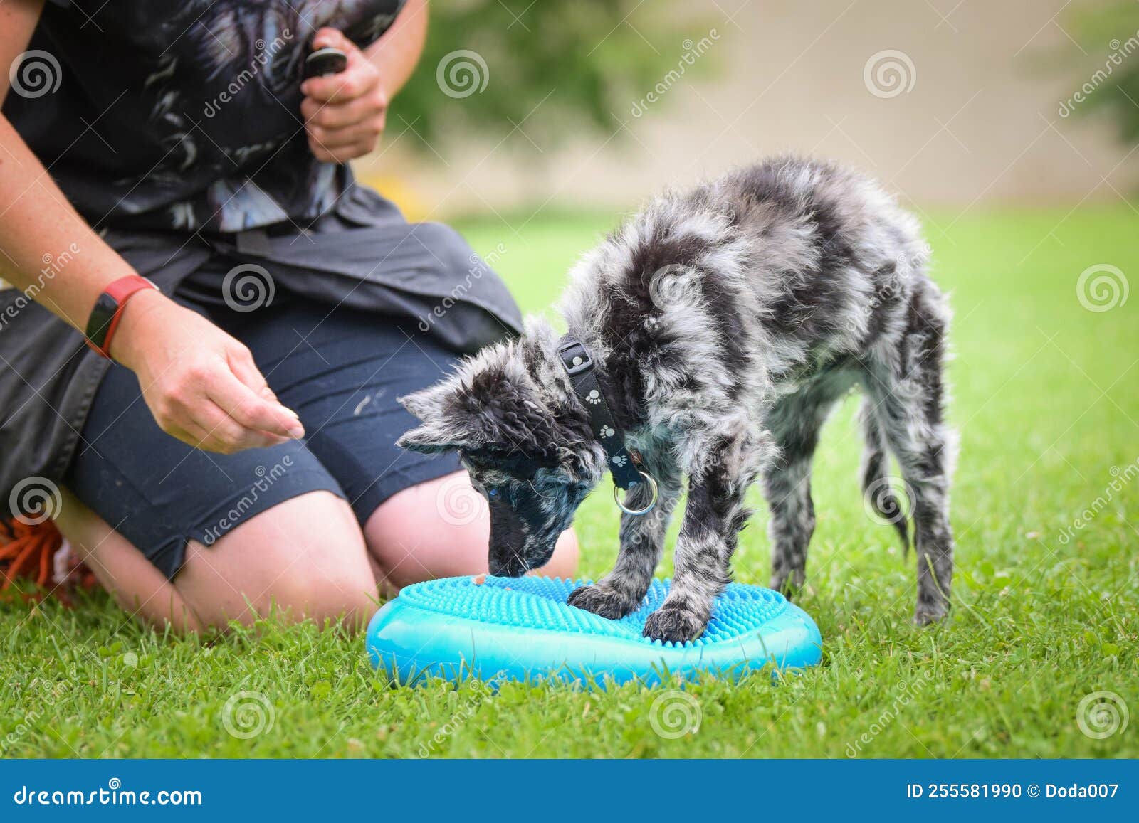 Dog is Standing in the Grass on Agility Training Stock Photo - Image of ...