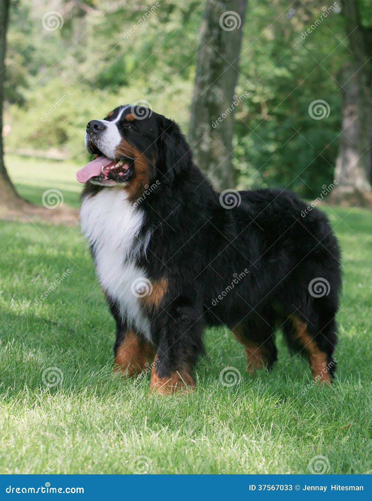 Dog Standing Looking Forward Stock Image - Image of domestic, swiss ...