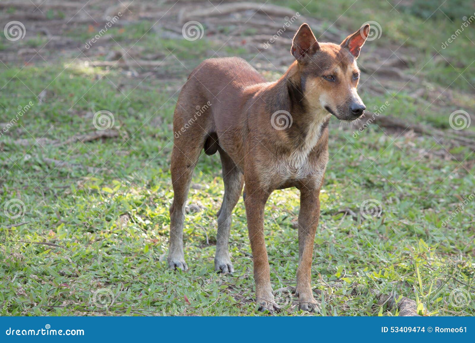 Dog standing outdoor stock photo. Image of grey, cute - 53409474