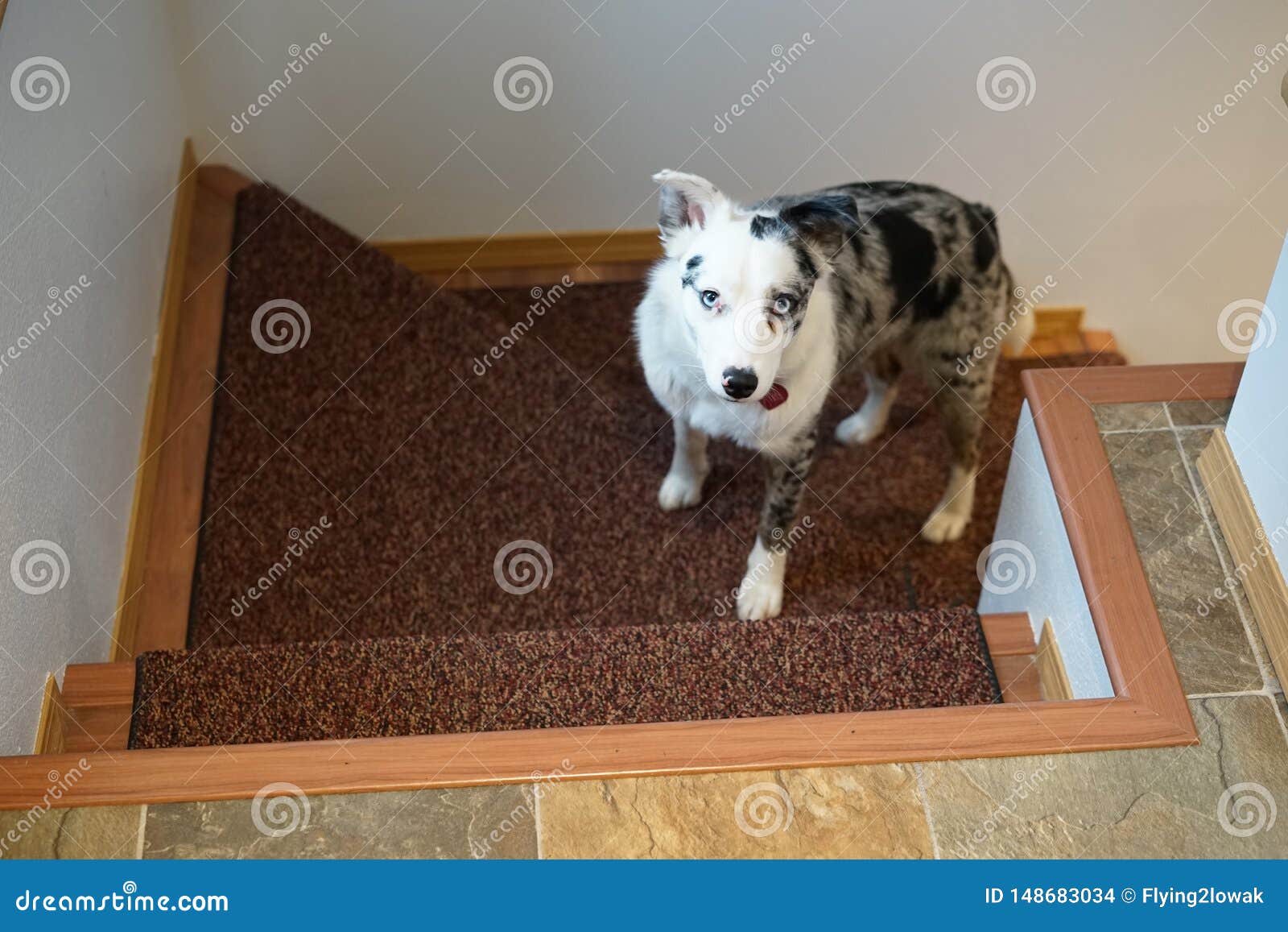 Dog standing on steps stock photo. Image of tail, puppy - 148683034