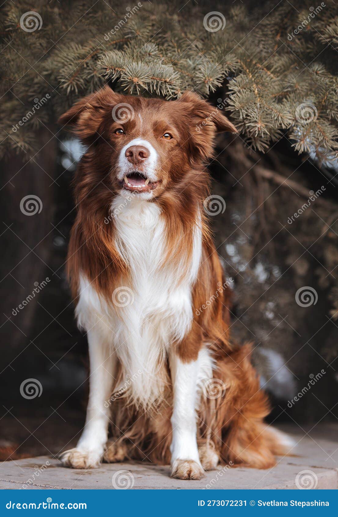 The dog under the tree stock image. Image of snout, carnivore - 273072231