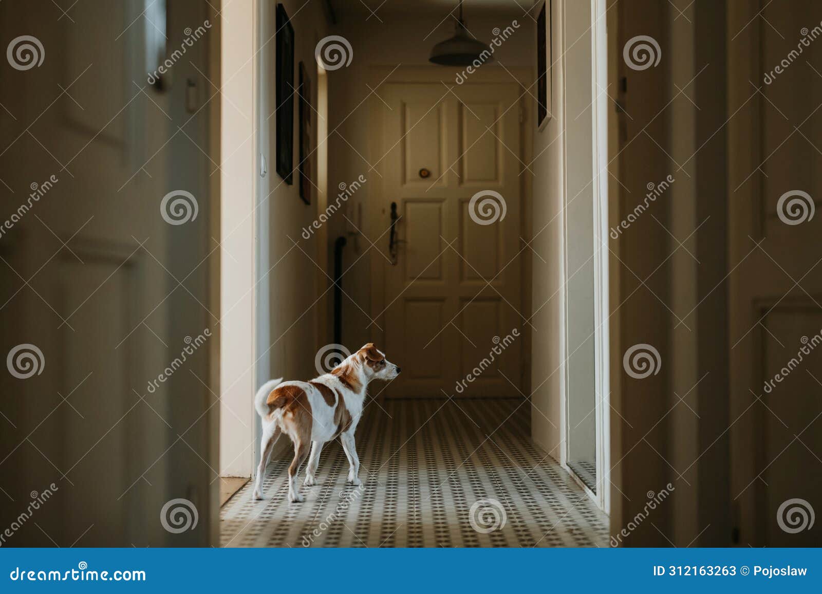 Dog is Standing and Waiting To Be Fed. Stock Image - Image of small ...