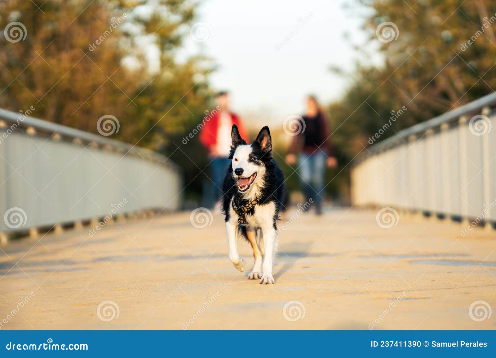 Dog Standing while Walking with Its Owners Throug a Bridge in a Park ...