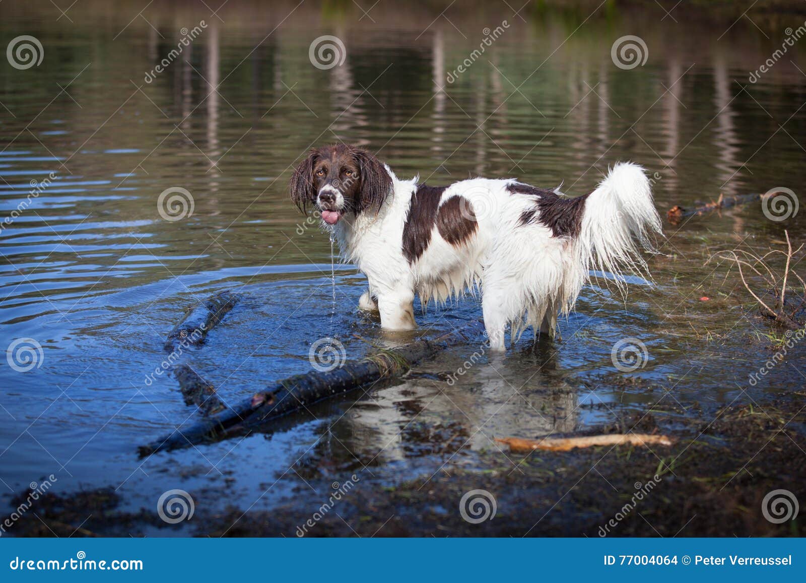 Dog standing in the water stock photo. Image of branch - 77004064