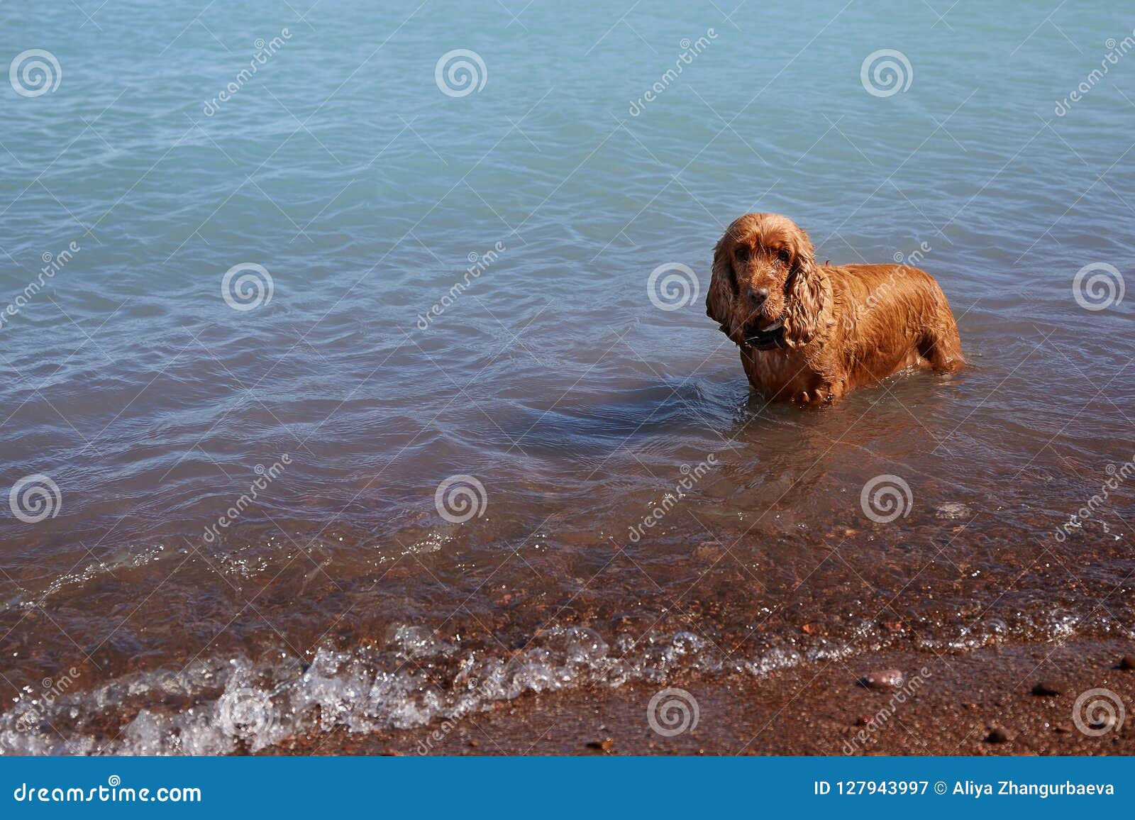 Dog is Standing in the Water Stock Image - Image of landscape, cocker ...