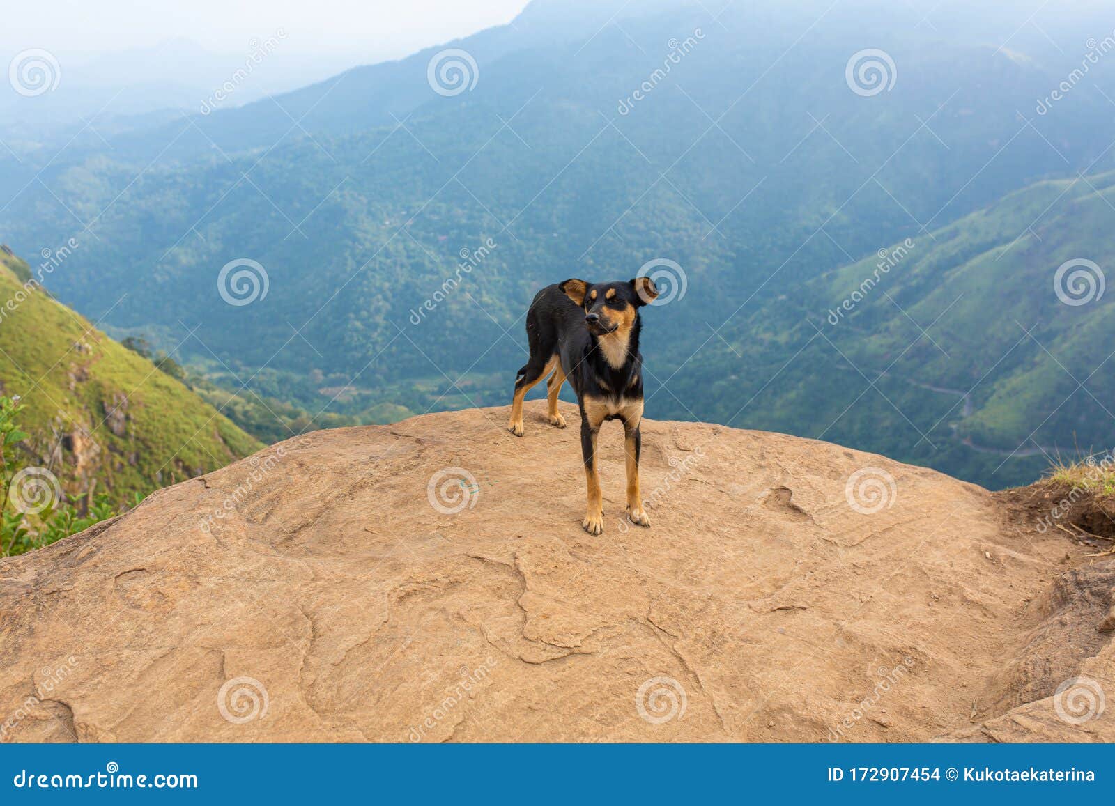 A Dog Stands on the Edge of a Cliff in the Mountains Stock Photo ...