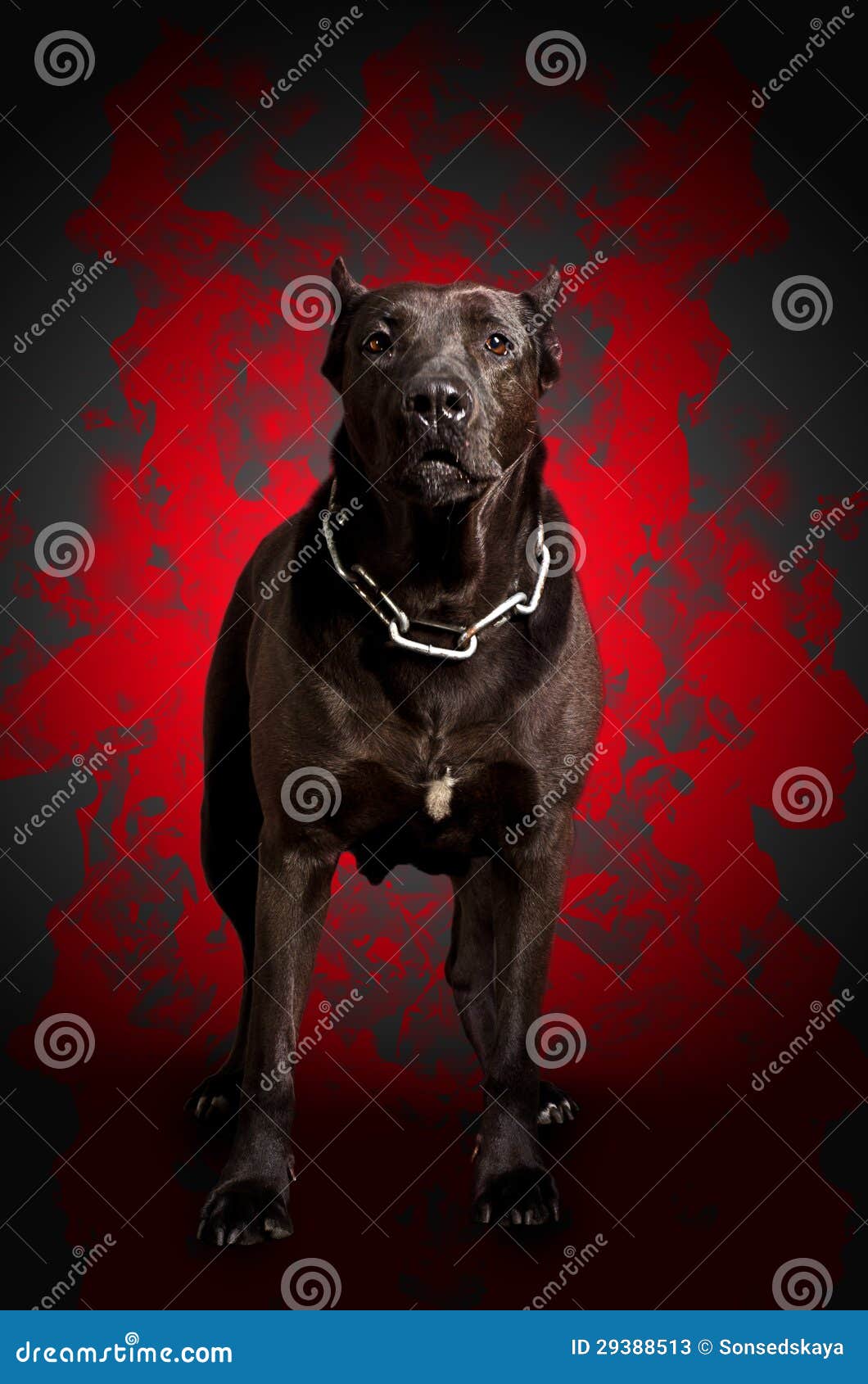 Dog stands in the red fire stock image. Image of fire - 29388513