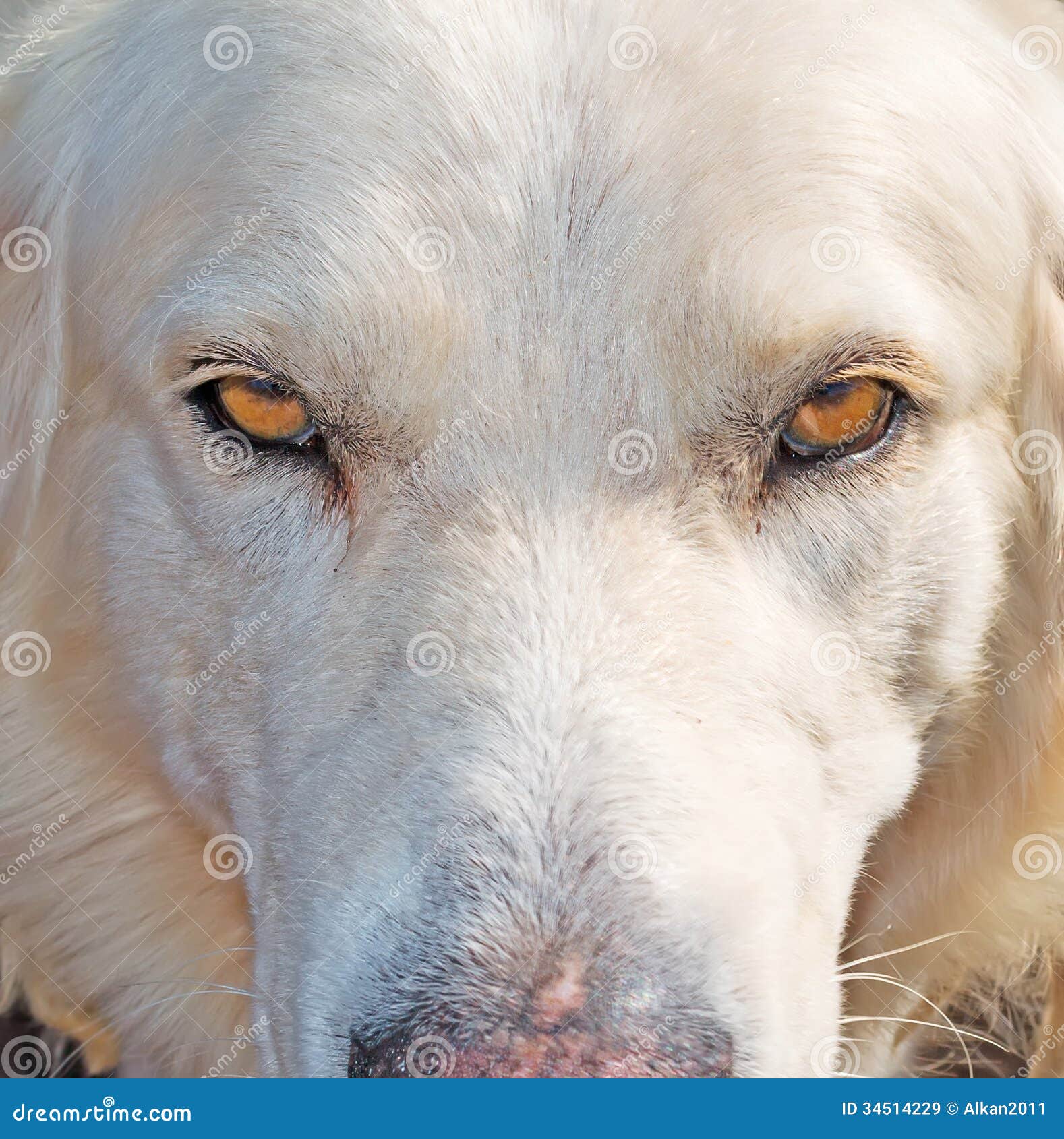 Dog stare at the camera stock image. Image of animal - 34514229