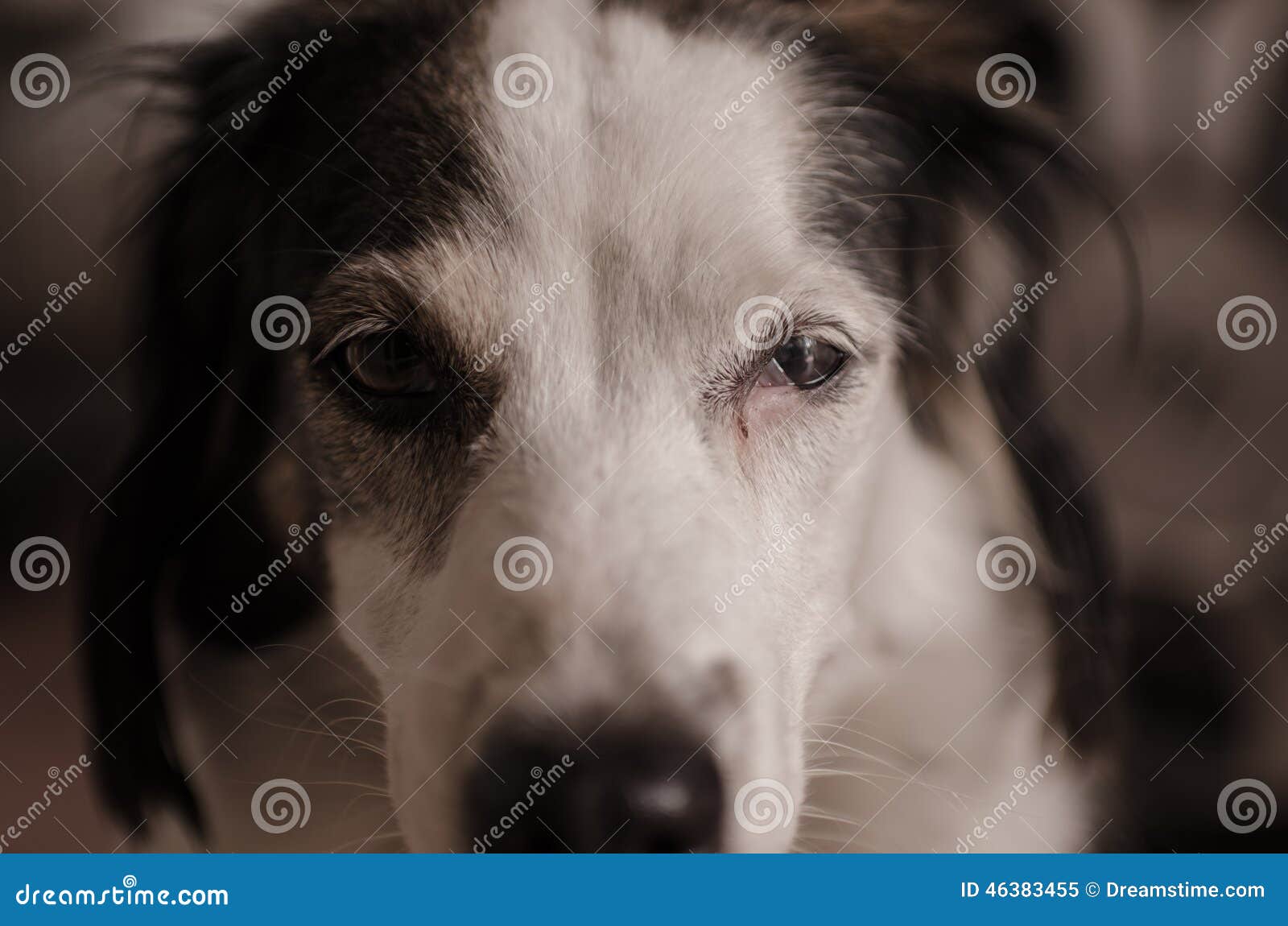 Dog Staring into Camera stock image. Image of faithful - 46383455