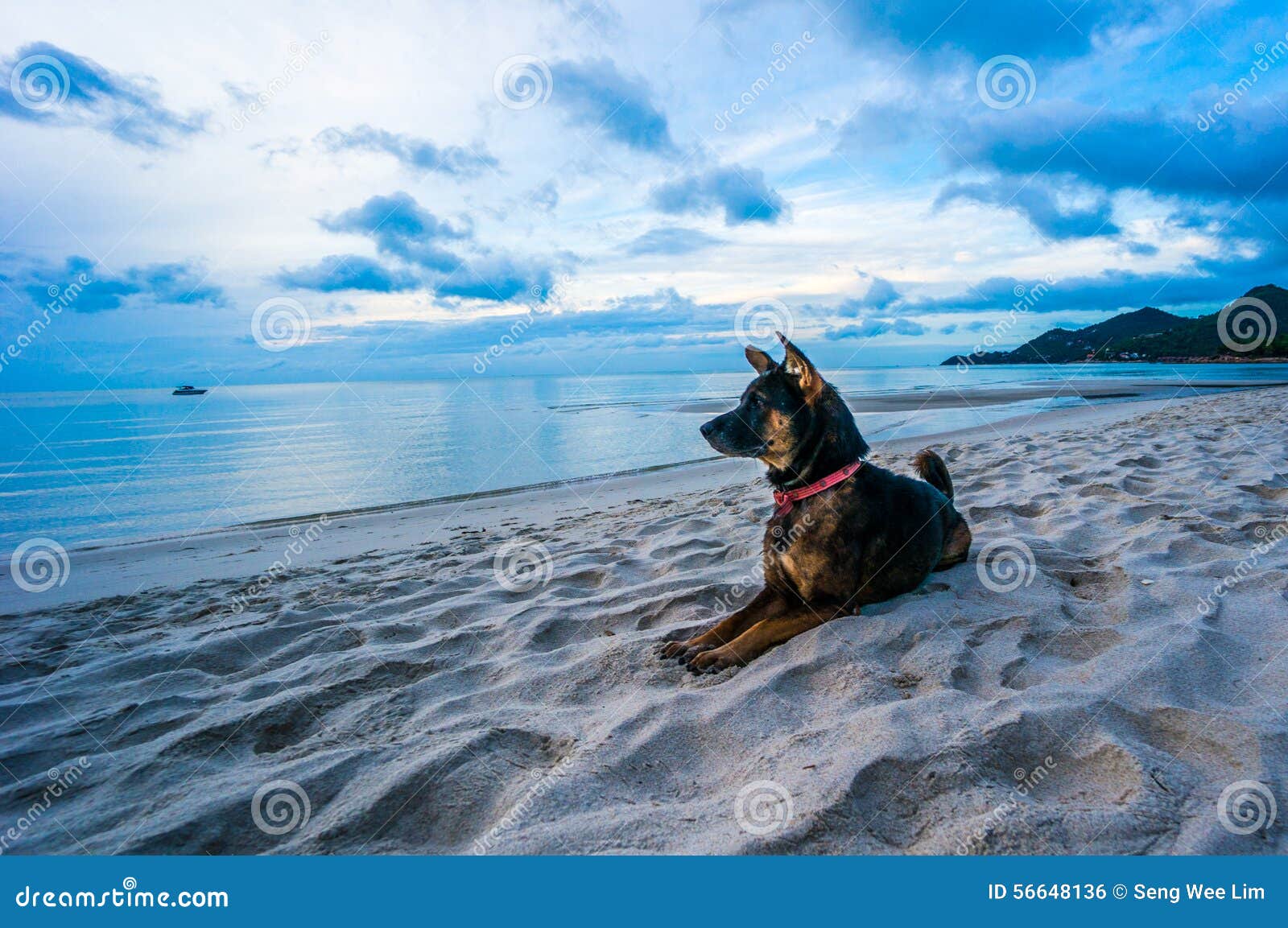 Dog Staring into the Horizon Stock Photo - Image of blue, beaches: 56648136