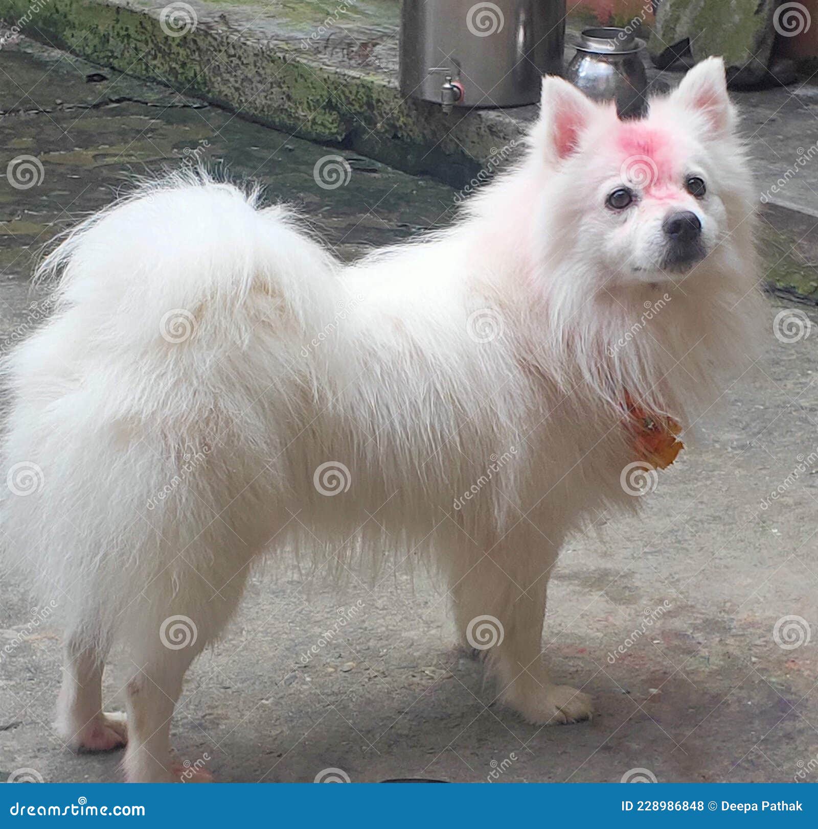 Dog staring at me stock photo. Image of staring, animal - 228986848