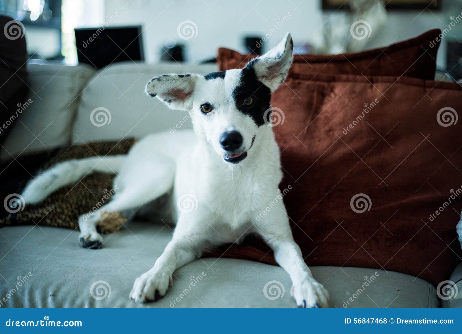 Dog Staring stock photo. Image of diferent, background - 56847468
