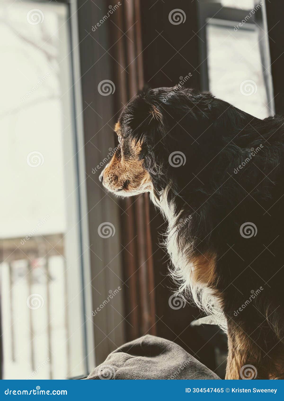 Dog staring out the window stock image. Image of peace - 304547465
