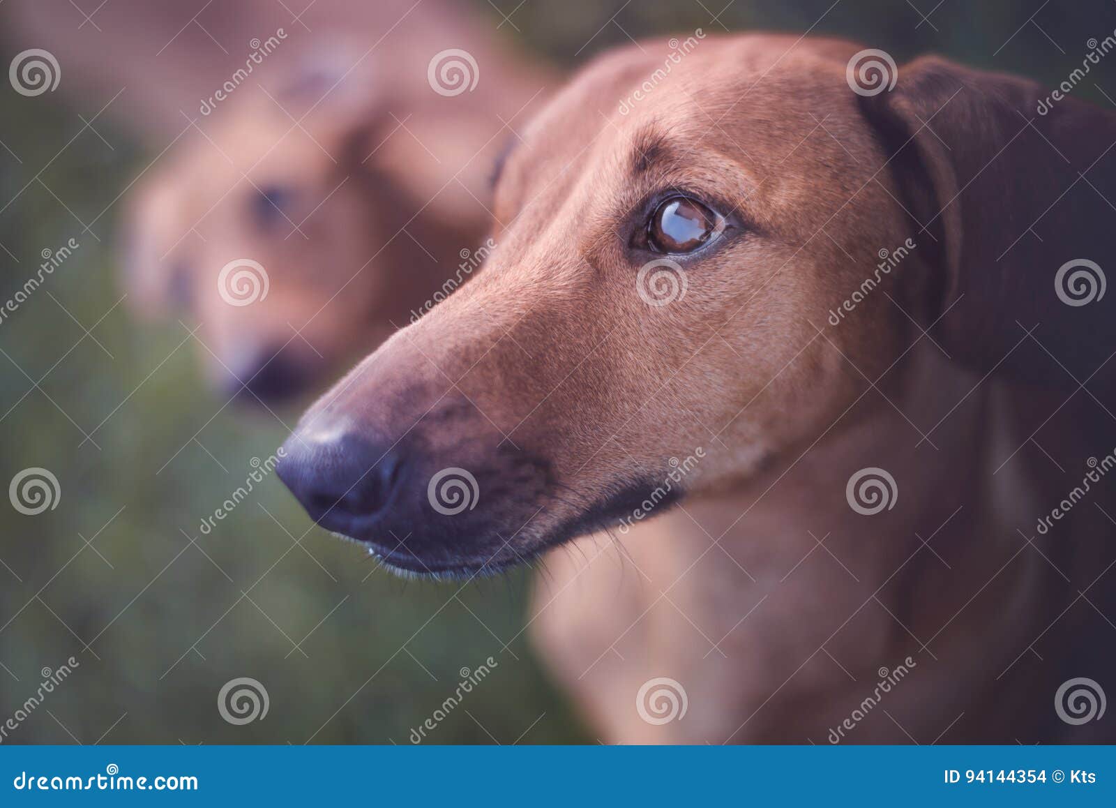 Dog Staring stock photo. Image of looking, puppy, basset - 94144354