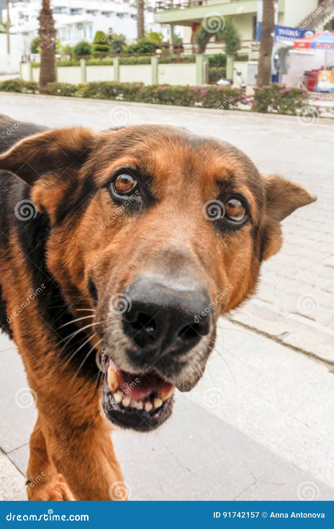 Dog starring at camera stock image. Image of friend, stray - 91742157