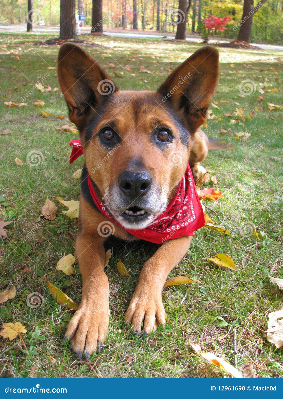 Dog starring intently stock photo. Image of legs, grass - 12961690