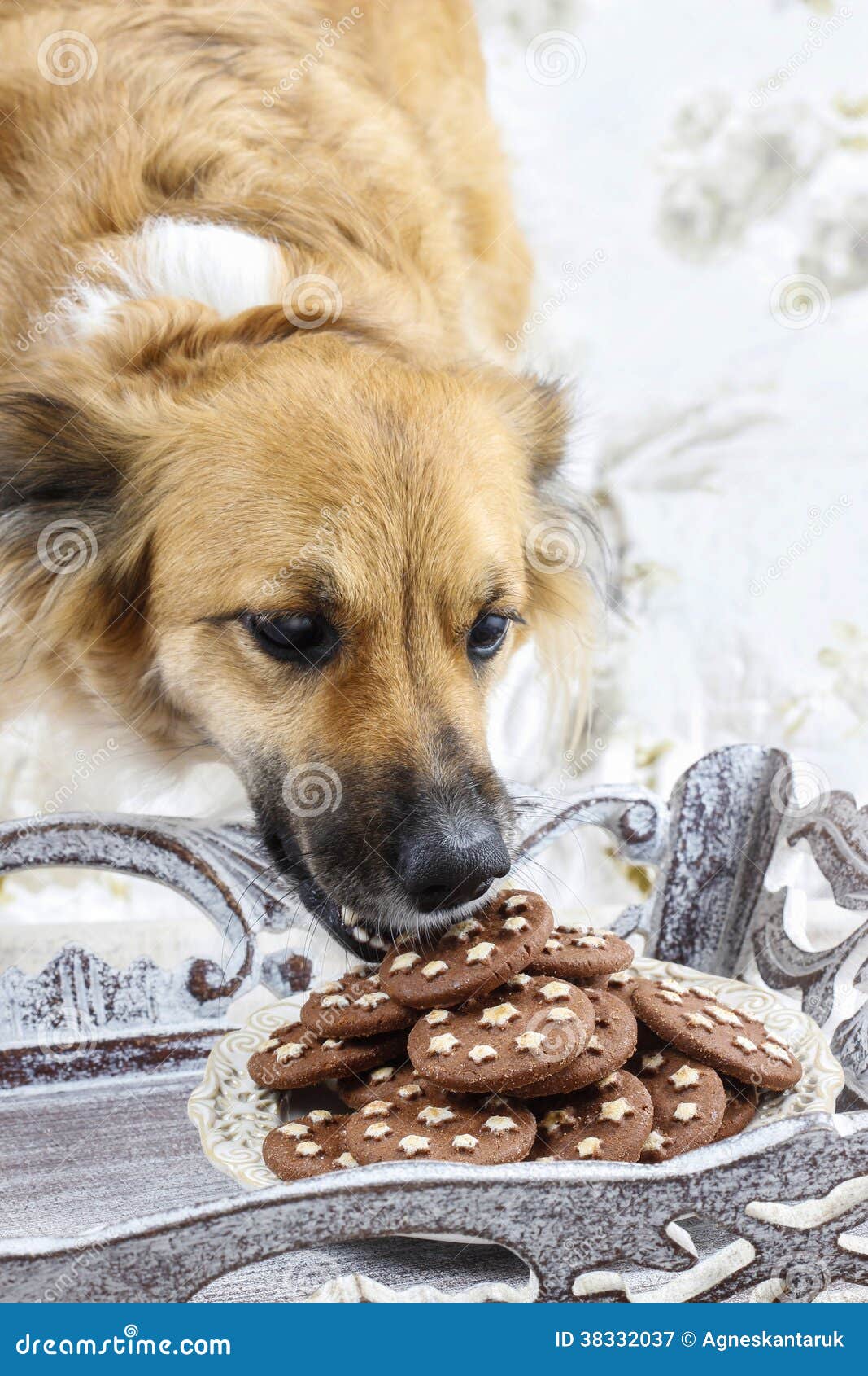 Dog stealing a cookie stock image. Image of homemade - 38332037