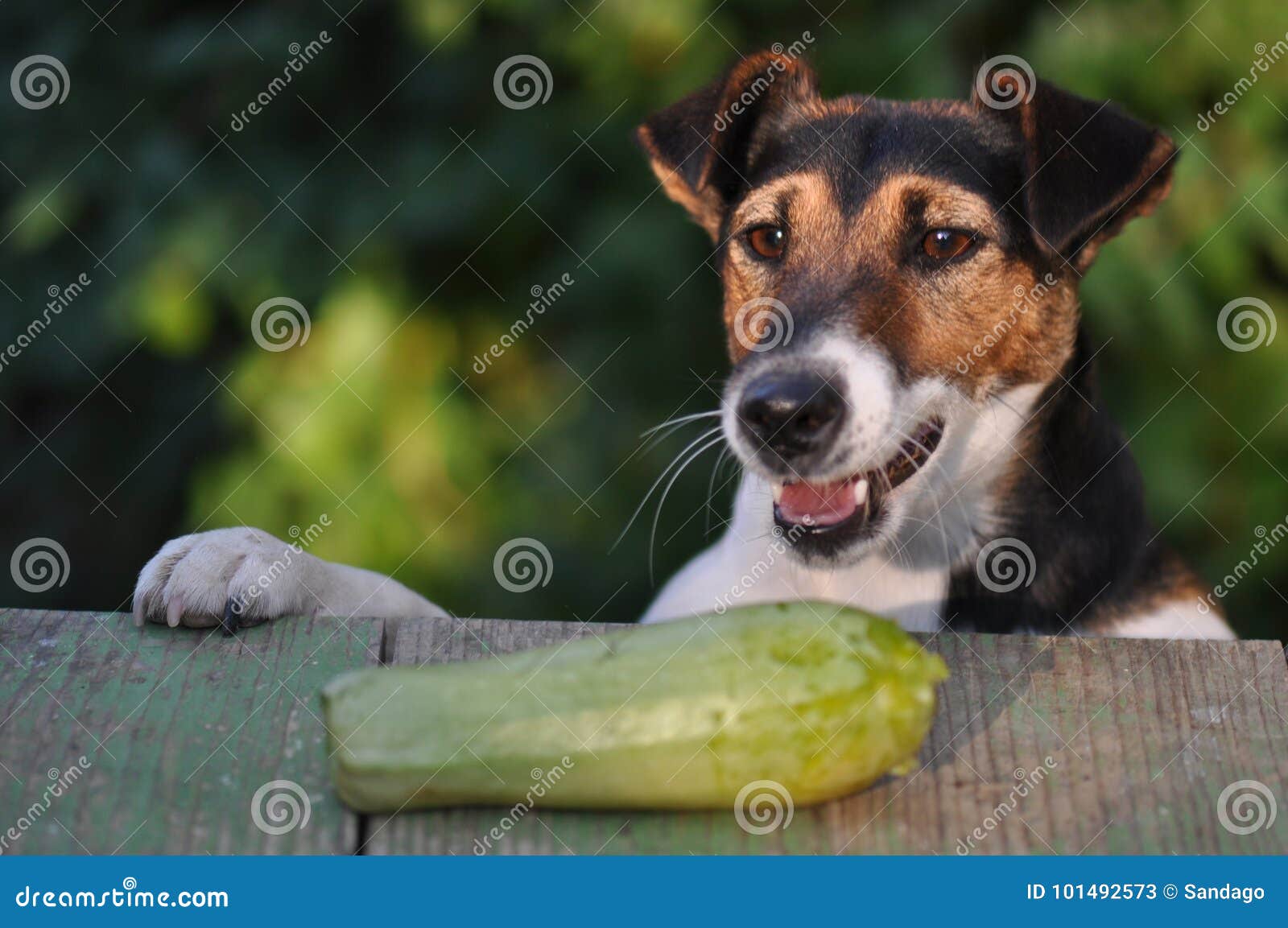 Dog stealing food stock image. Image of beast, background - 101492573