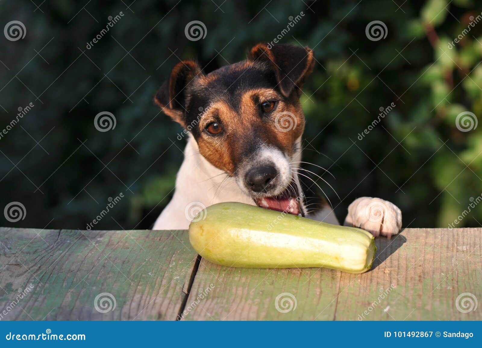 Dog stealing food stock image. Image of dogs, feet, domestic - 101492867