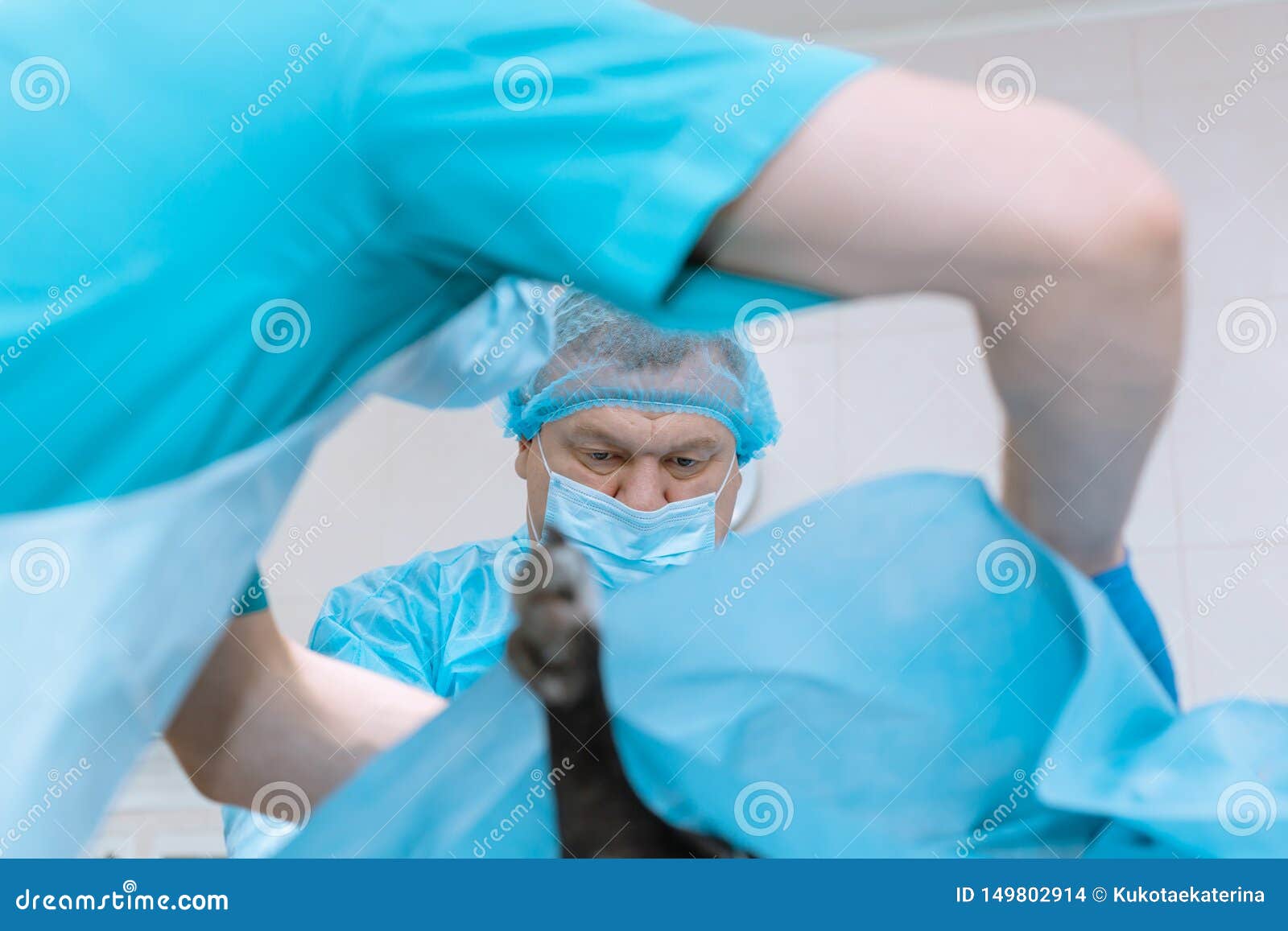 Dog Sterilization Surgery. Surgeons at Work in the Operating Room ...