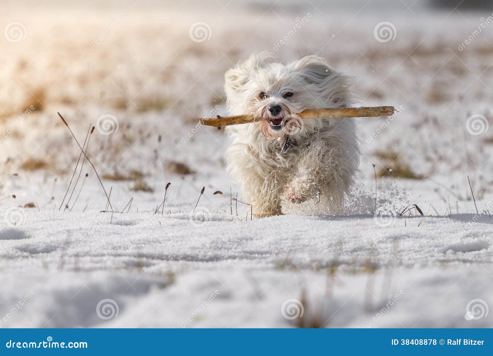 Dog with stick stock photo. Image of action, bring, outdoor - 38408878
