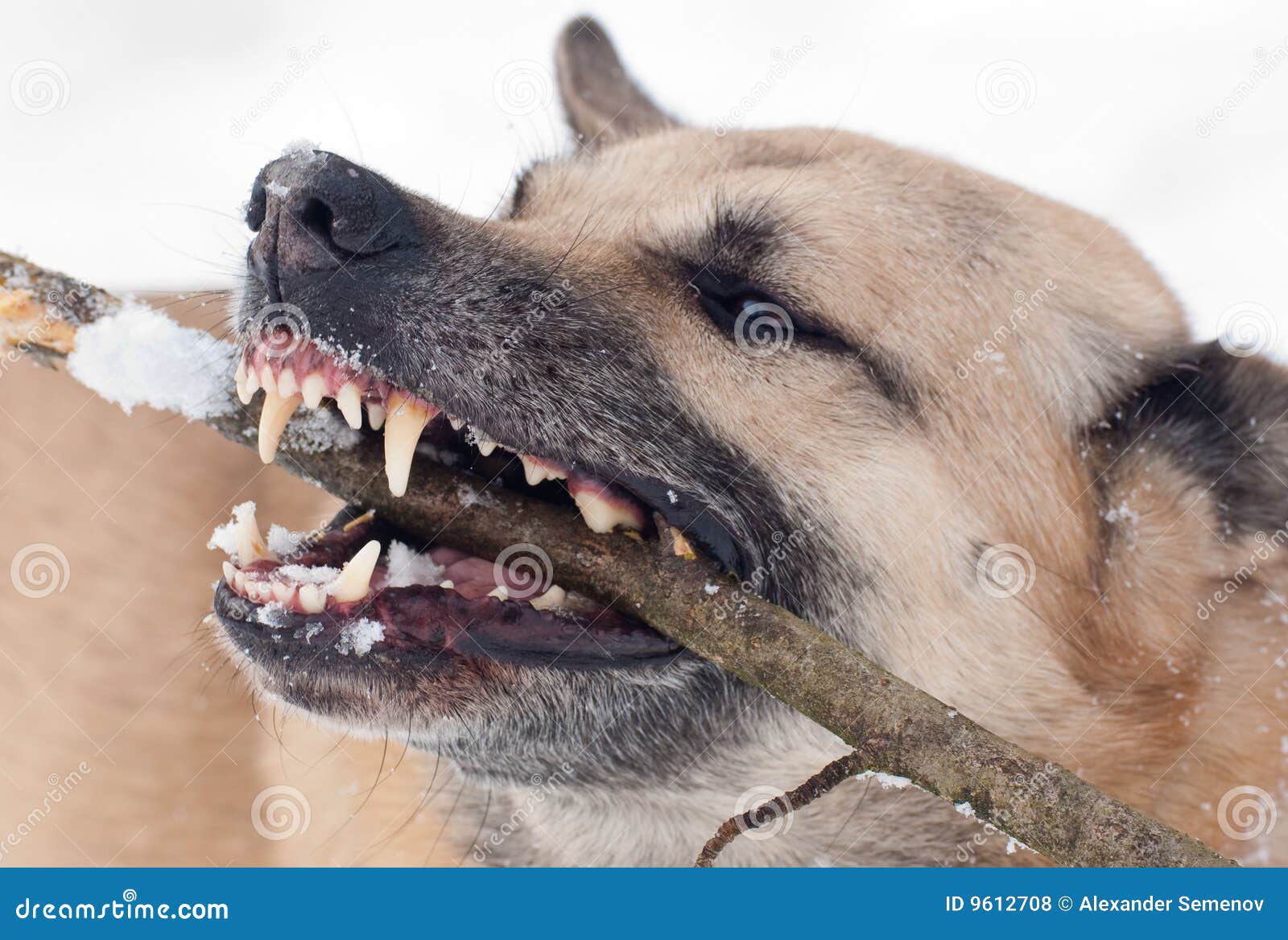 Dog with a stick stock photo. Image of angry, breed, anger - 9612708