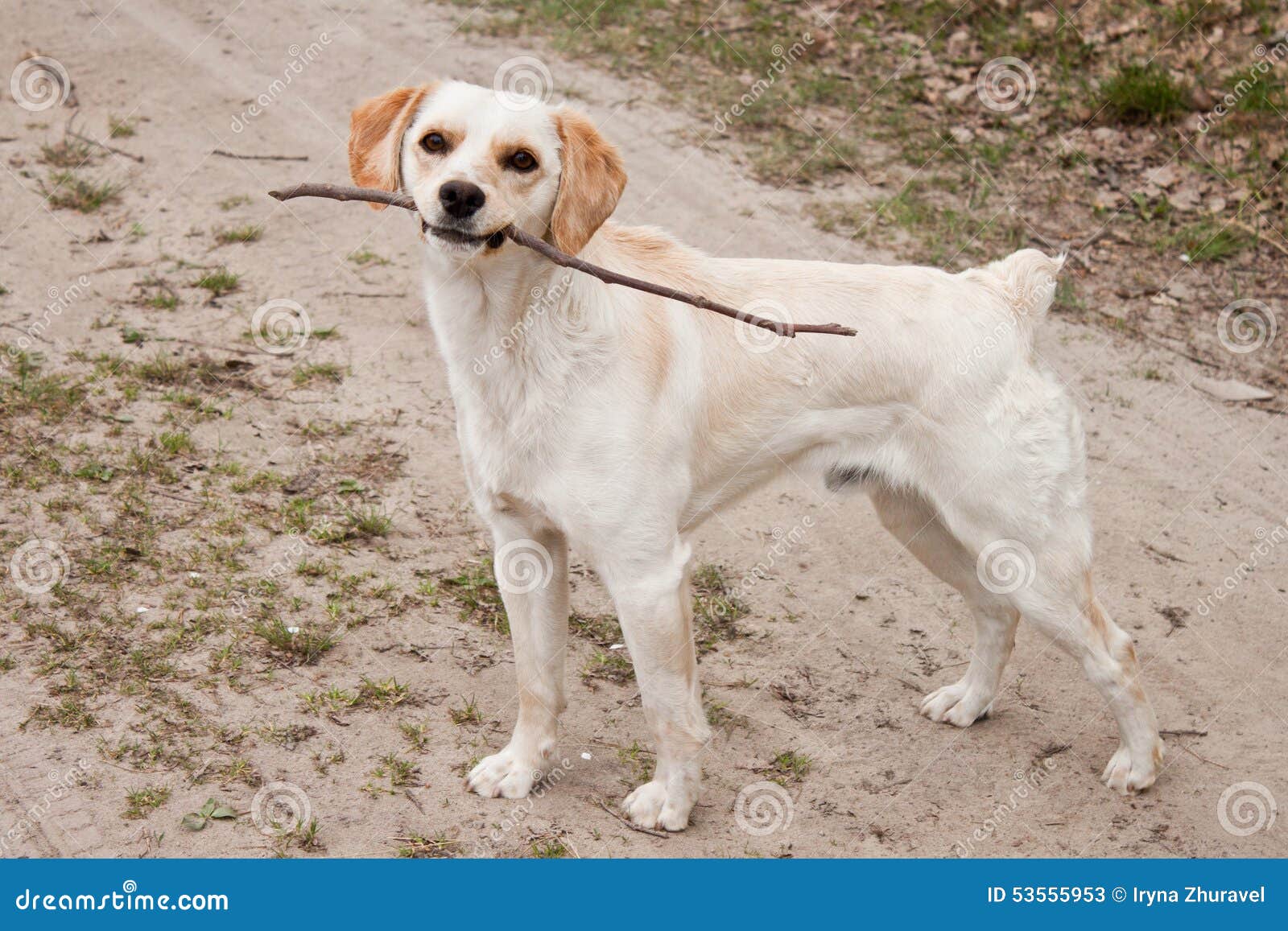 Dog with stick stock image. Image of obedience, canine - 53555953