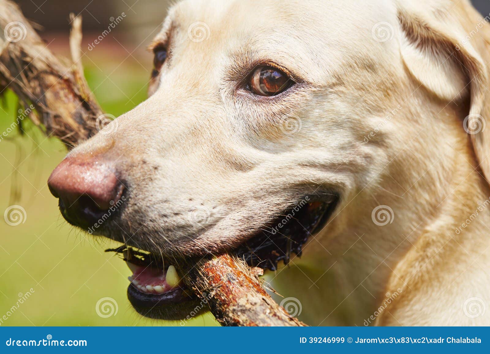 Dog with stick stock image. Image of nature, companion - 39246999