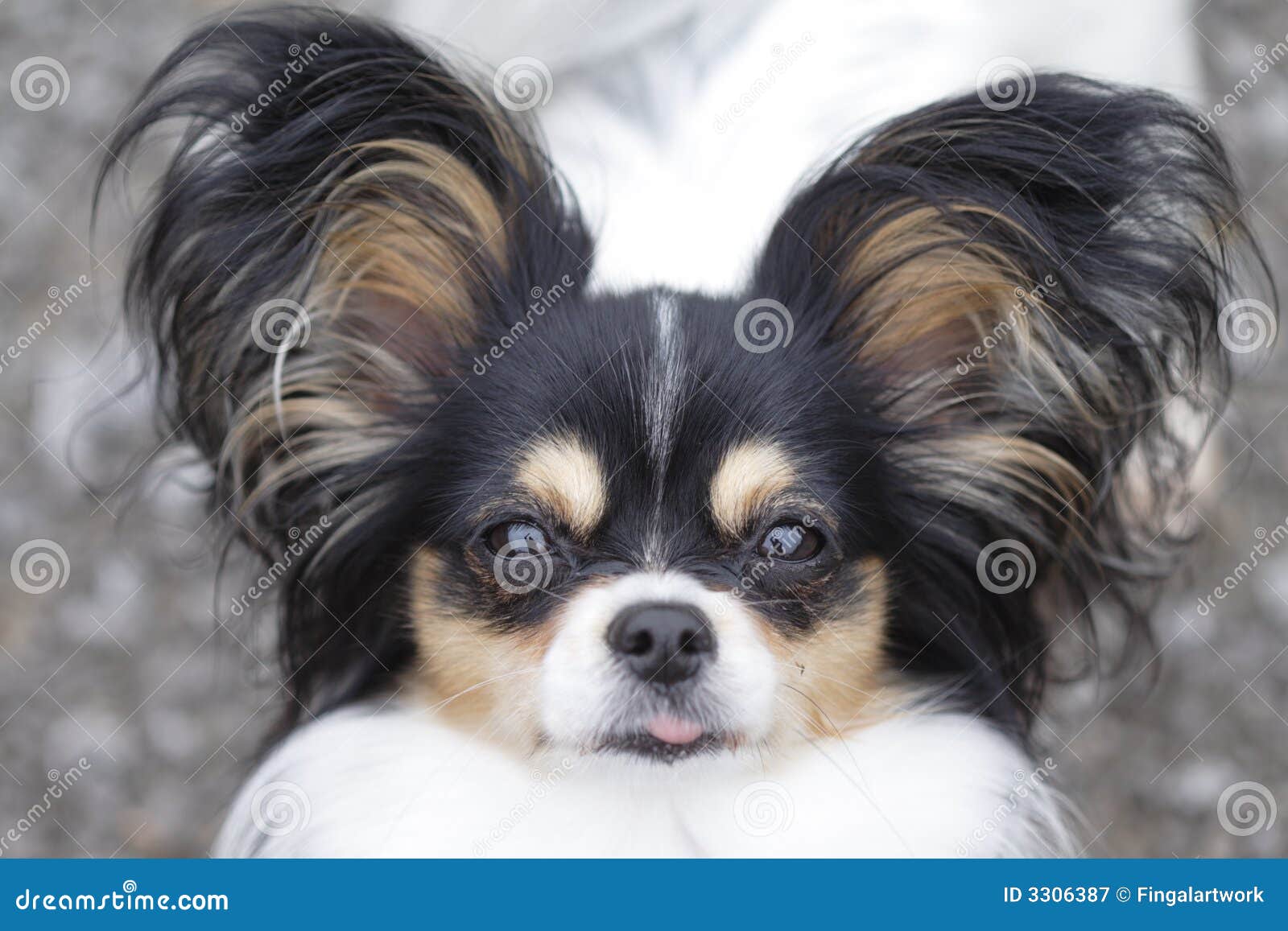 Dog sticking out tongue stock image. Image of angelic - 3306387