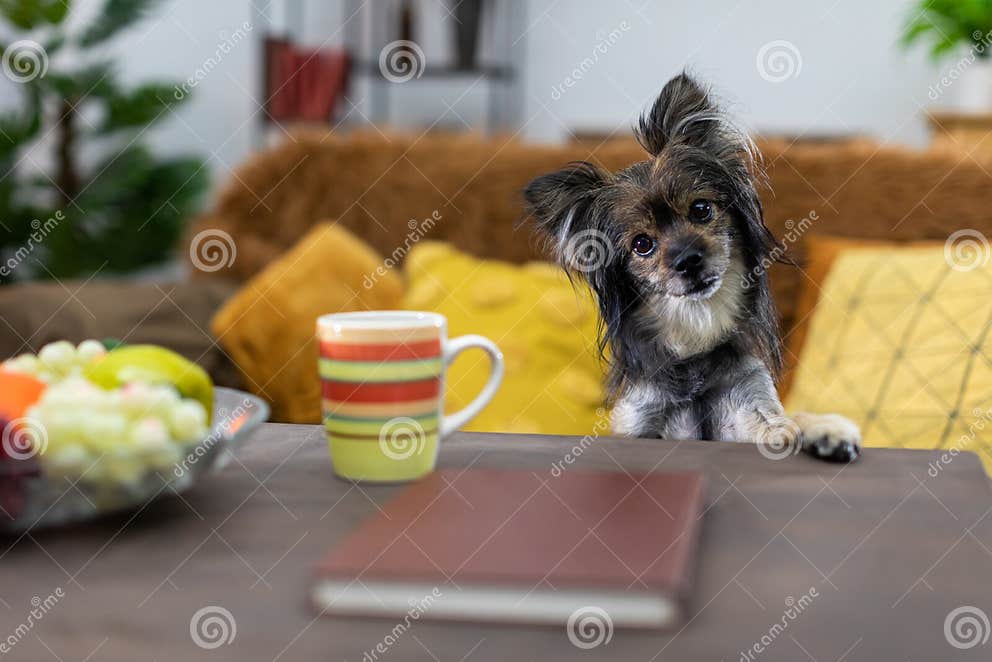 The Dog Sticks His Head Out Over the Table and Tilts His Head with ...