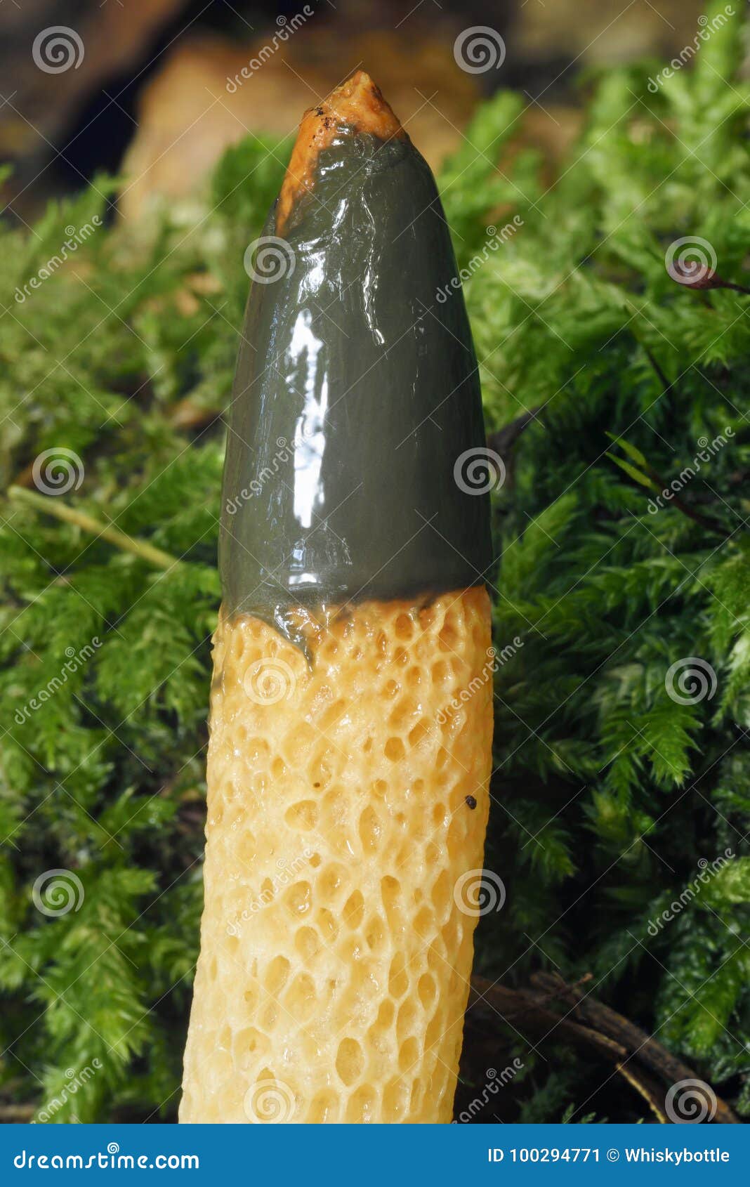 Dog Stinkhorn stock image. Image of decay, fall, mutinus - 100294771