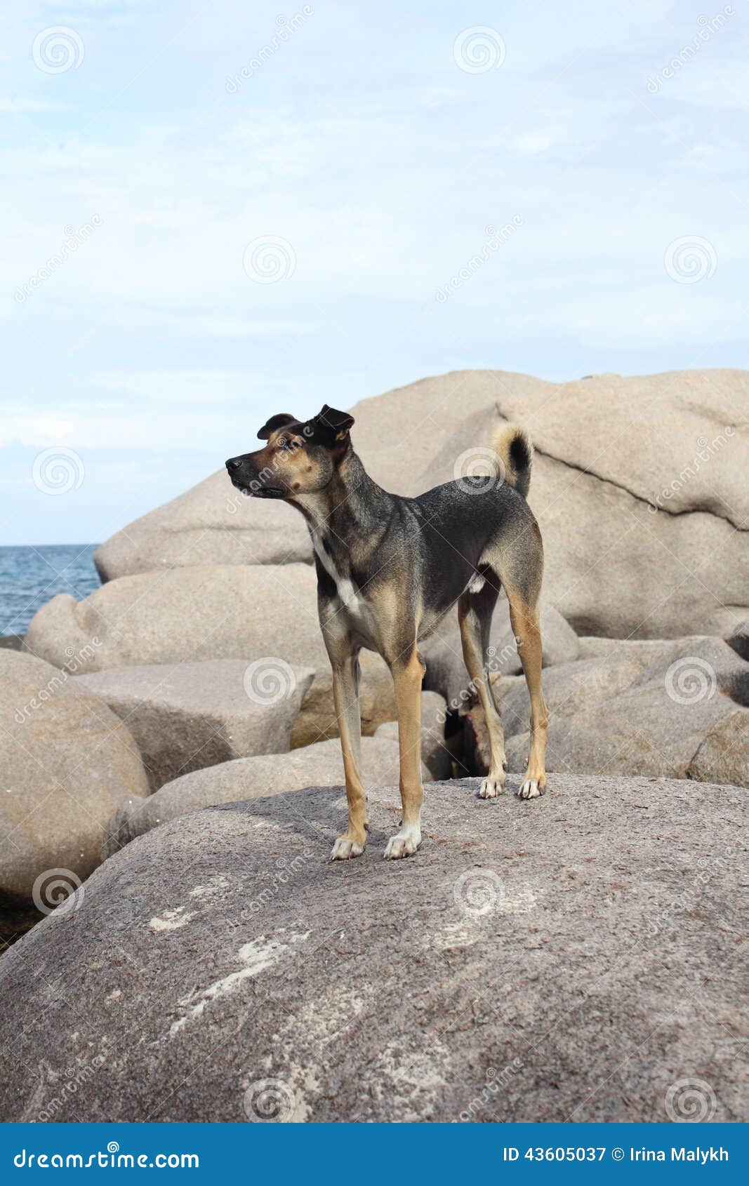 Dog on stone stock image. Image of blue, asia, beautiful - 43605037