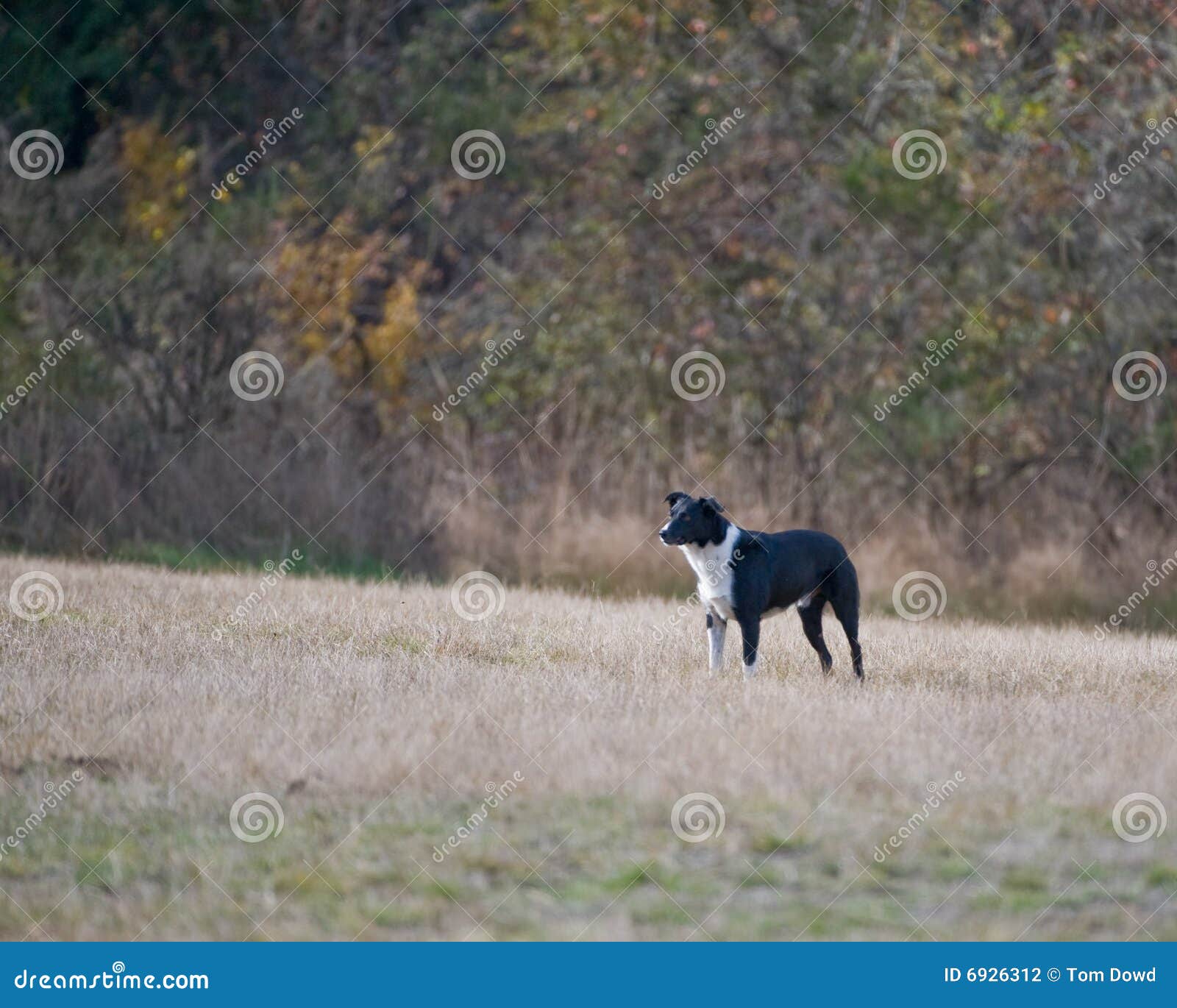 Dog stood in countryside stock photo. Image of looks, stood - 6926312