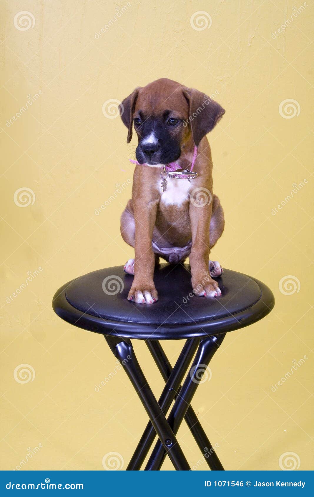 Dog on Stool stock photo. Image of yellow, collar, boxer - 1071546