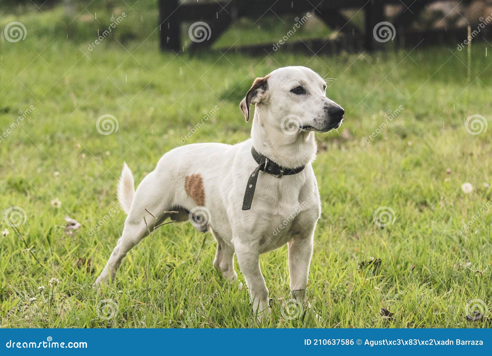 Dog during a storm stock photo. Image of labrador, moody - 210637586