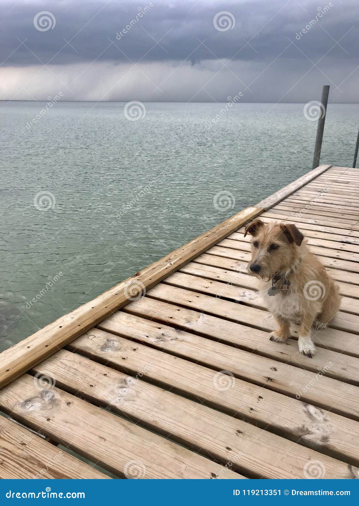 Dog in Storm stock image. Image of thunderstorm, storm - 119213351
