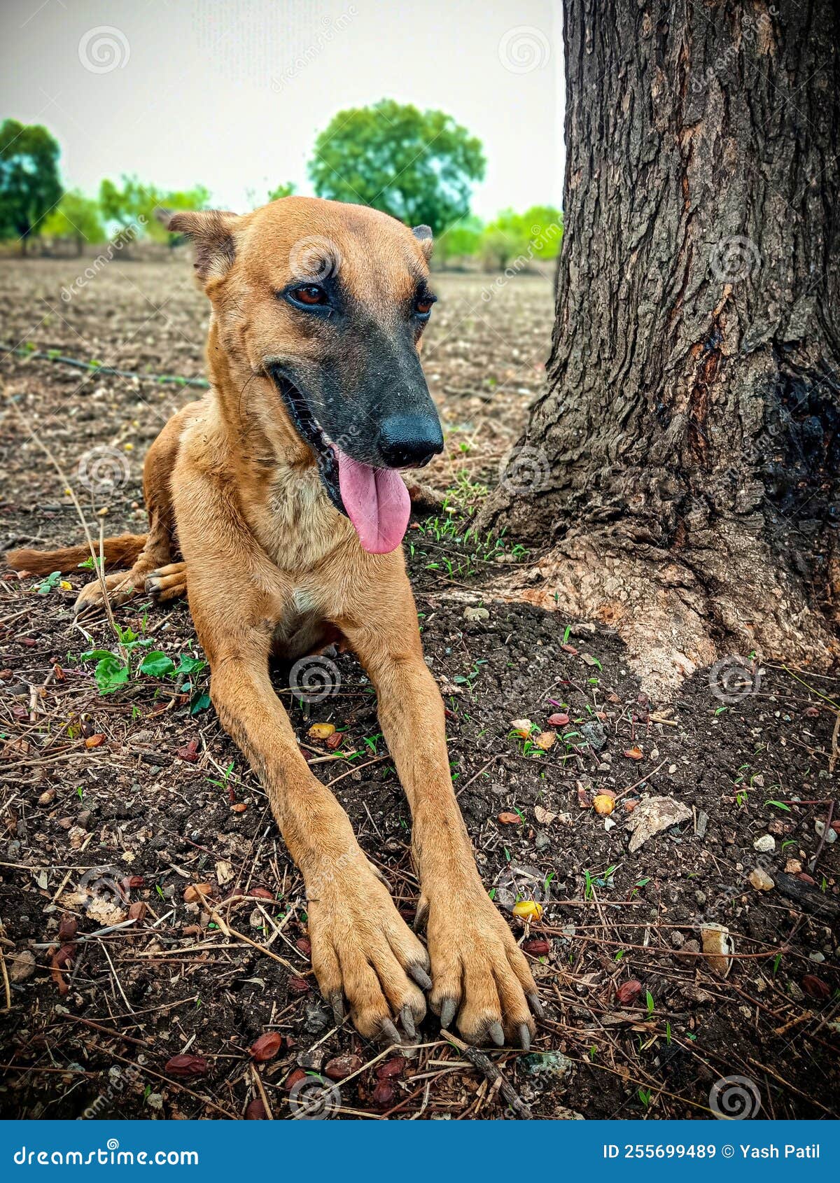 Dog (Street Dog)ðŸ ¶ stock image. Image of agriculture - 255699489