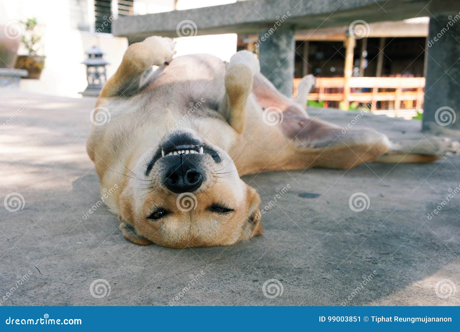 Funny dog. stock image. Image of self, cute, stretch - 99003851