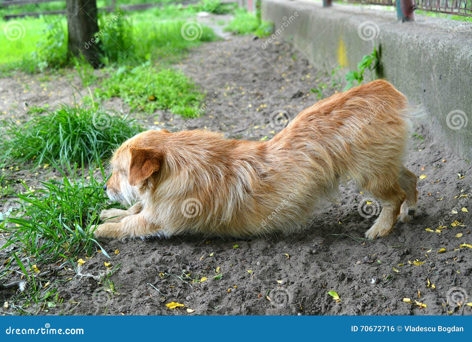 Dog stretching stock photo. Image of stretching, ground - 70672716