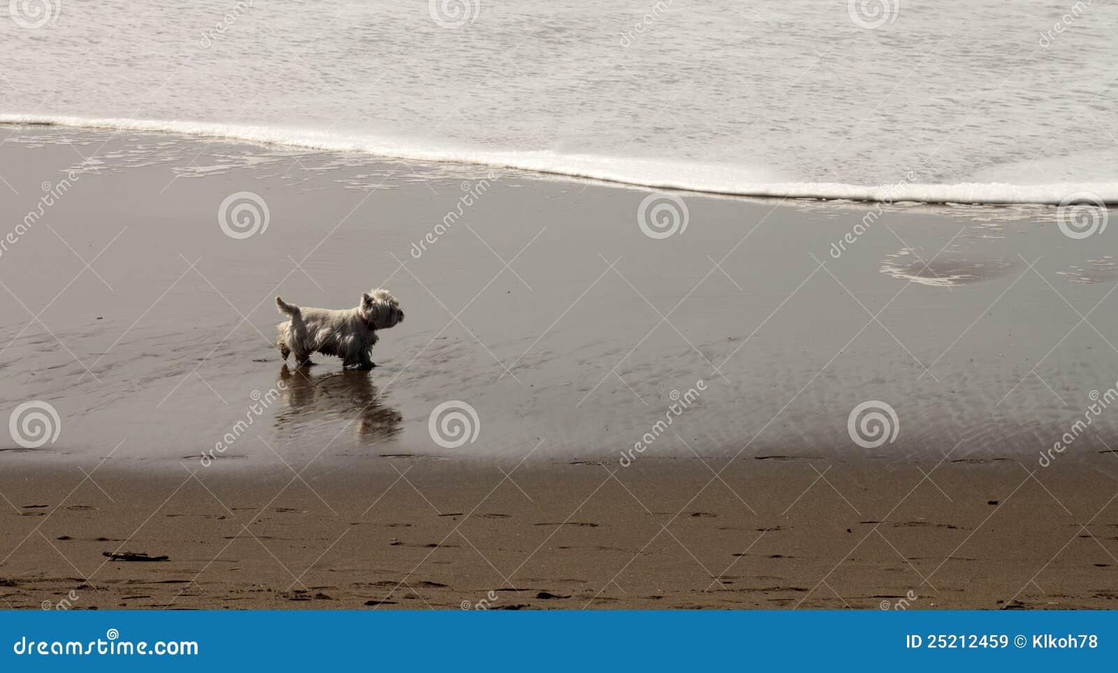 Dog strolling by the beach stock image. Image of leisure - 25212459