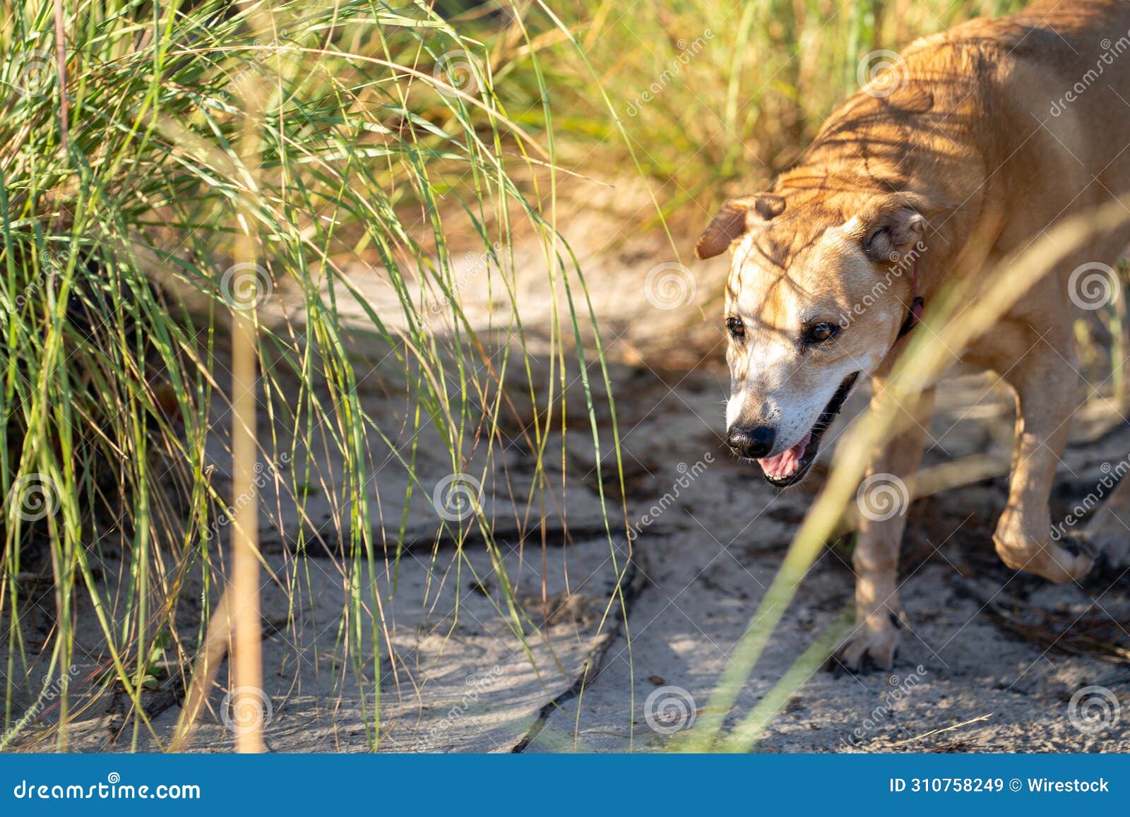 Dog Strolling on the Shore beside Tall Grass Stock Image - Image of ...