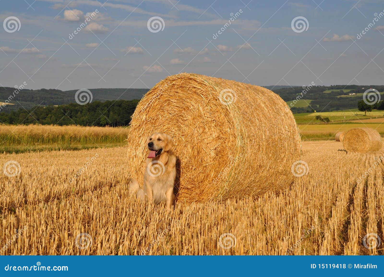 Dog in the strow stock photo. Image of farmland, country - 15119418