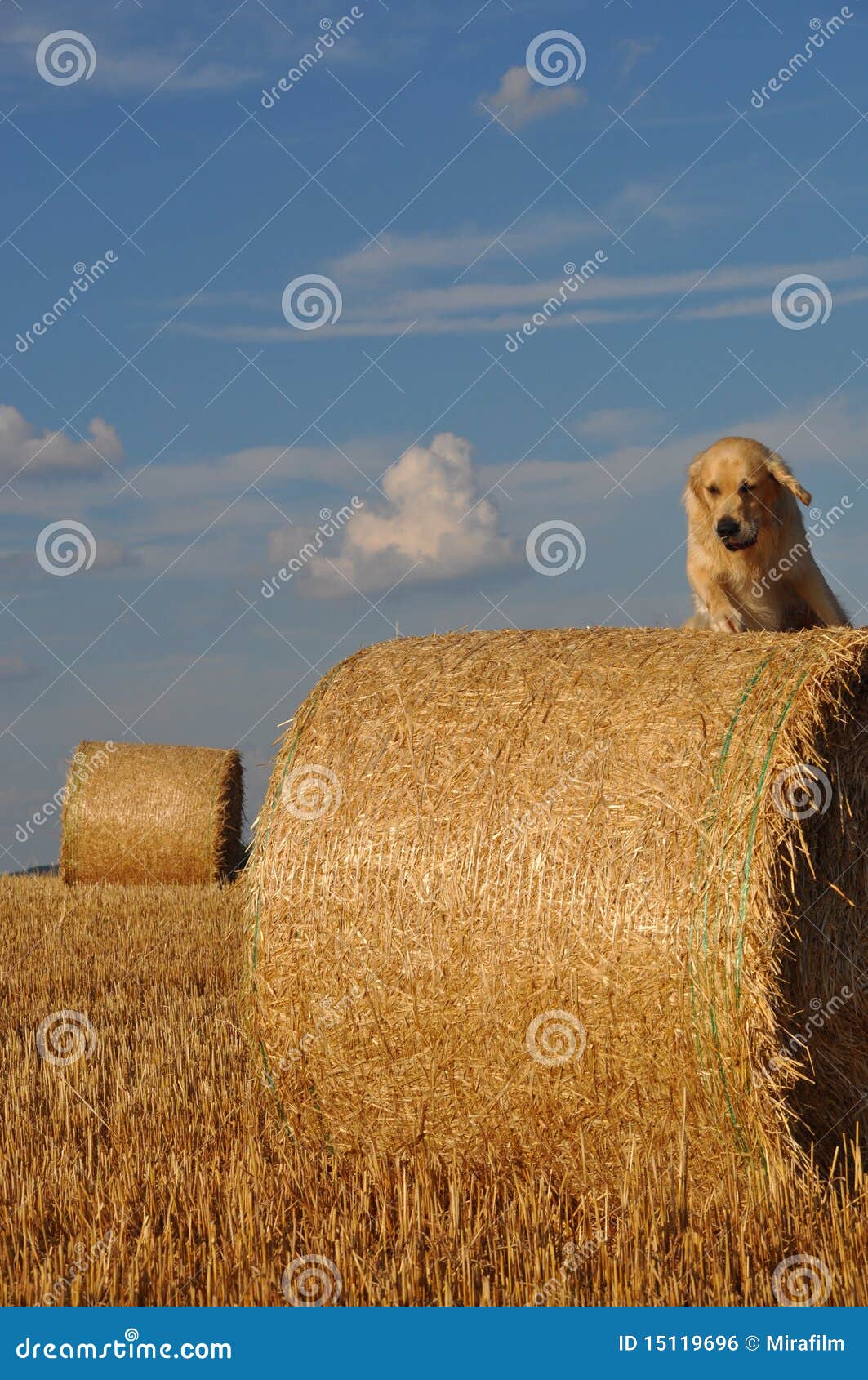 Strow Bales Stock Photos - Free & Royalty-Free Stock Photos from Dreamstime