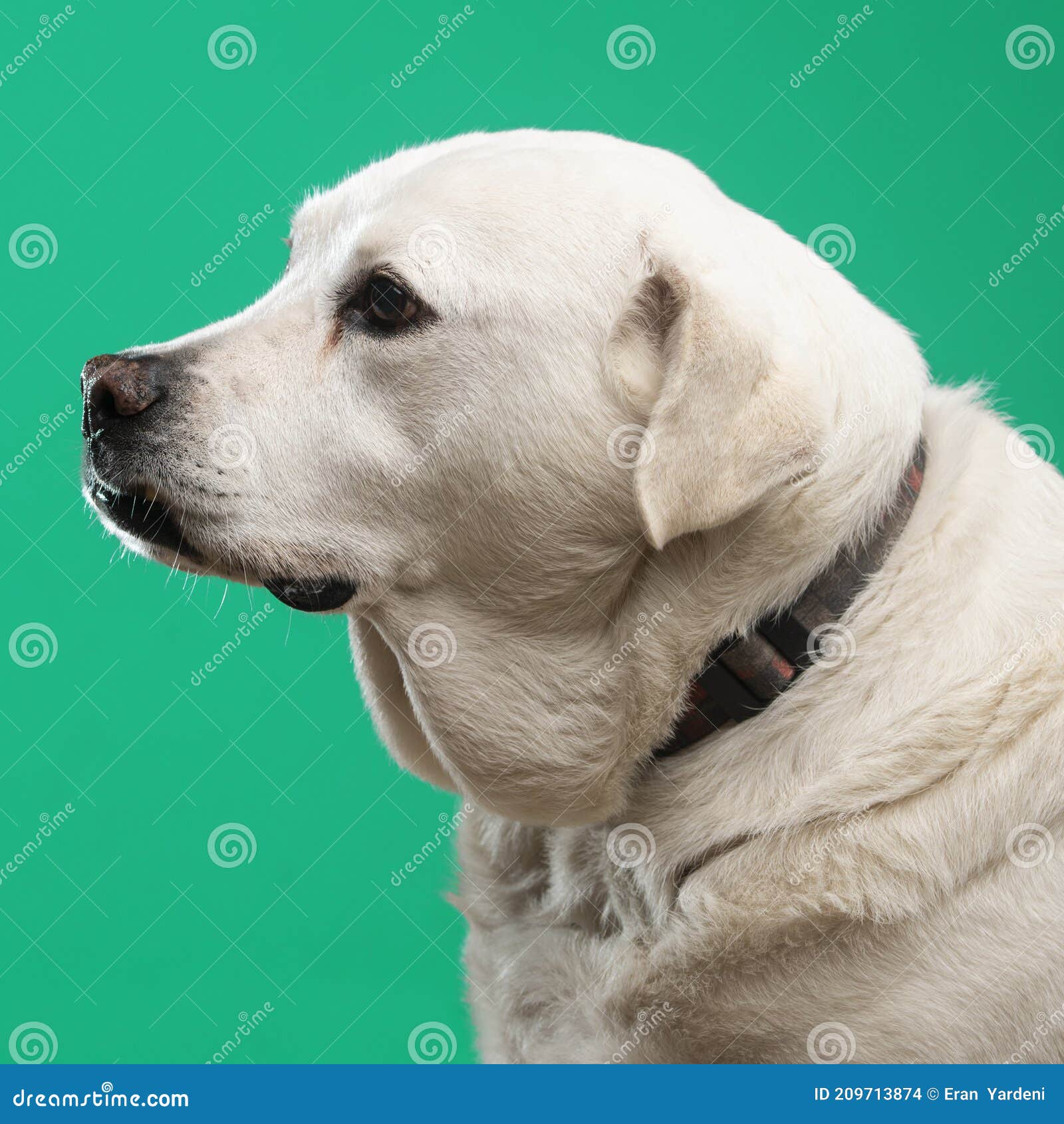 A Dog in the Studio Blue Background Stock Photo - Image of canine ...