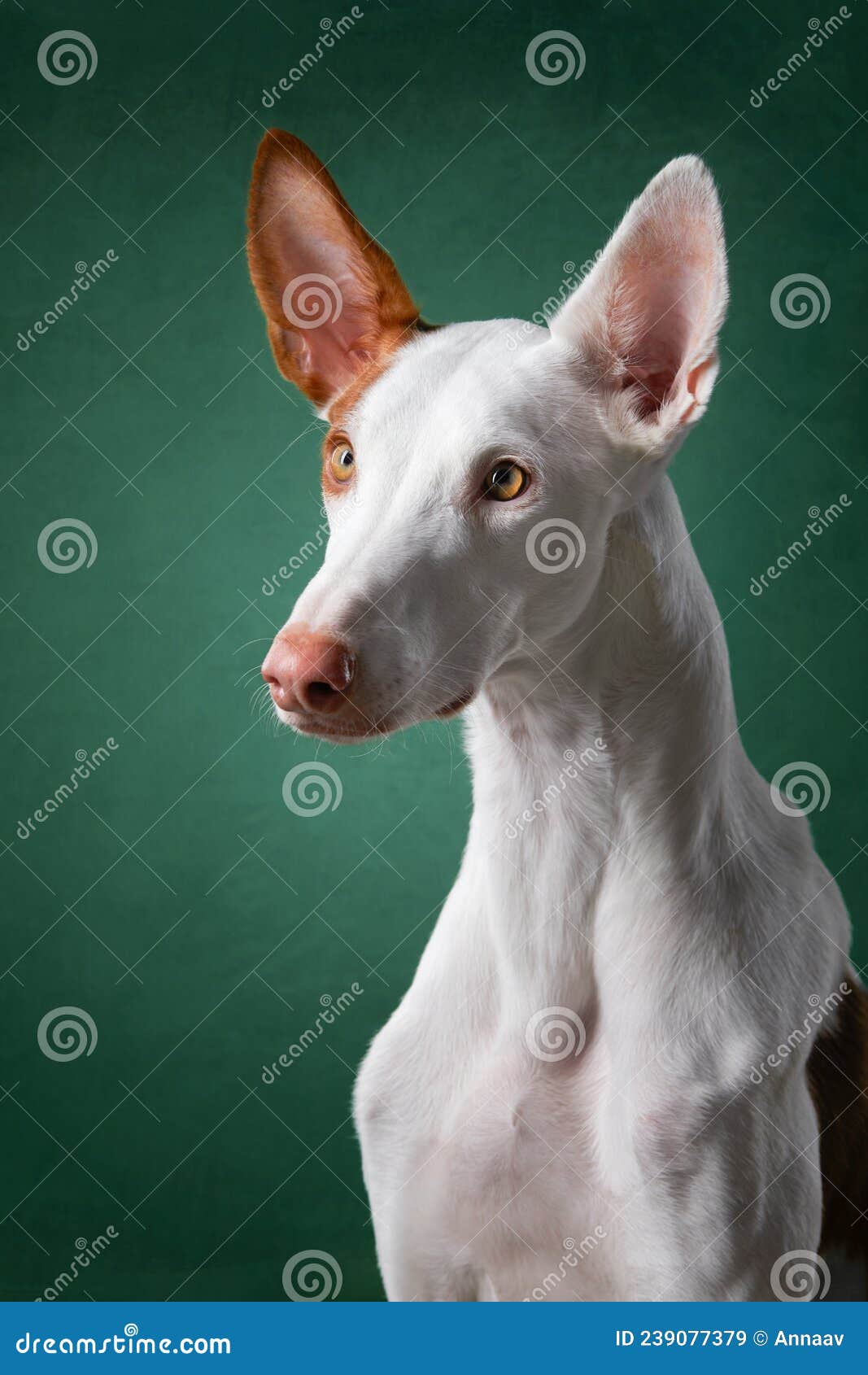 Dog on a Black Background in the Studio. Slim Spanish Greyhound ...
