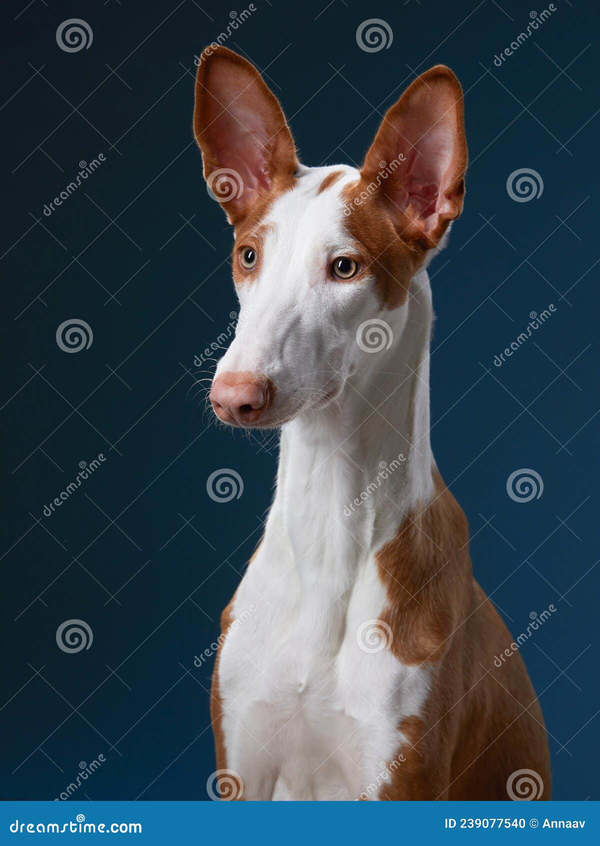Dog on a Black Background in the Studio. Slim Spanish Greyhound ...