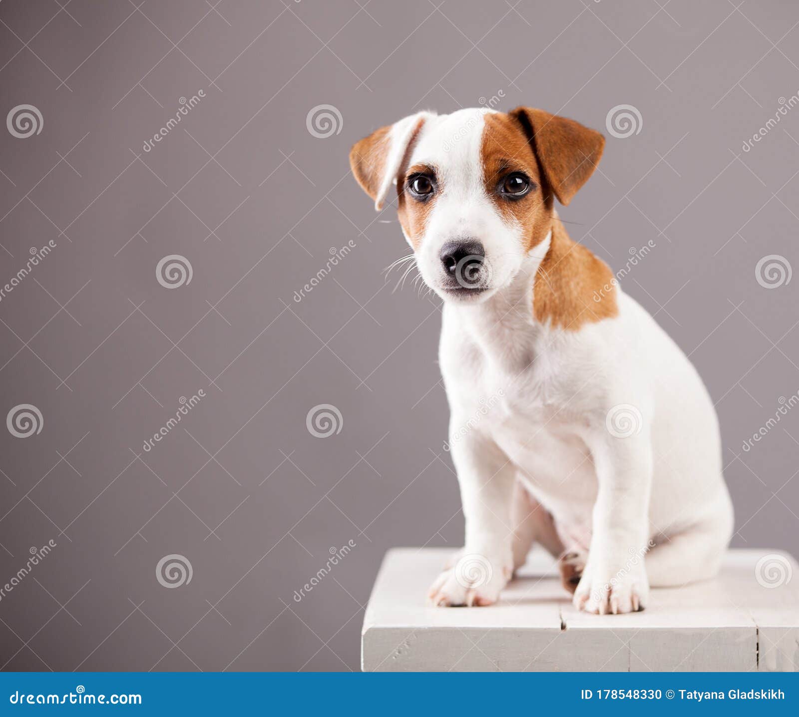 Dog studio shot stock photo. Image of domestic, brown - 178548330