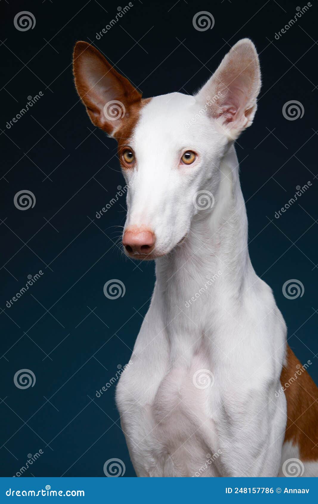 Dog on in the Studio. Slim Spanish Greyhound, Podenko Ibitsenko Stock ...