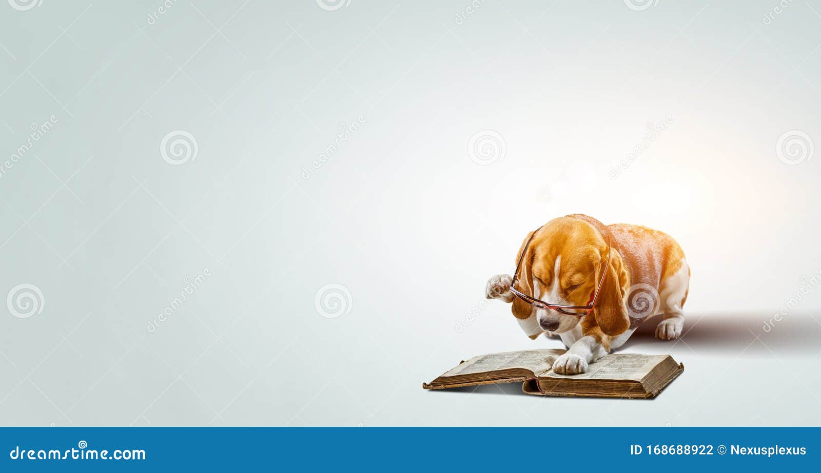 Dog Study Science. Mixed Media Stock Photo - Image of school, equations ...