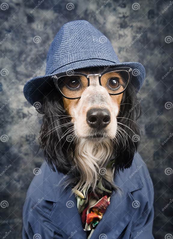 Dog with style stock photo. Image of fedora, beautiful - 19198678